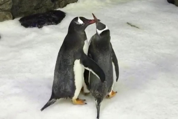 Same-sex penguin couple become parents, World News - AsiaOne