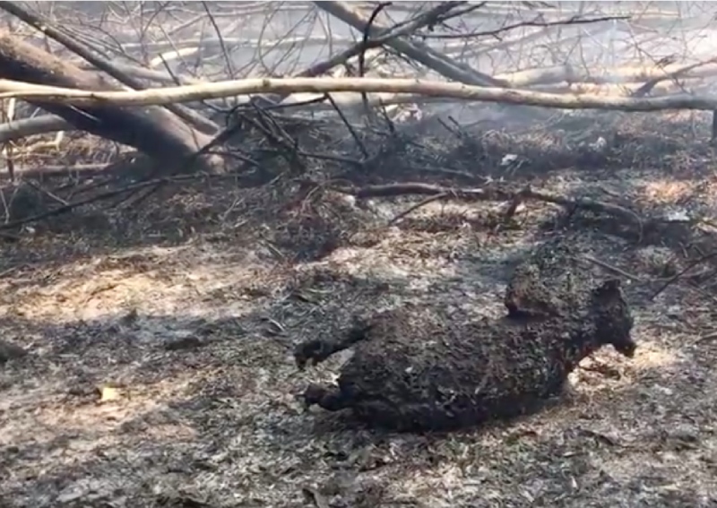 Hundreds of rare koalas feared dead in Australia bushfire, World News ...