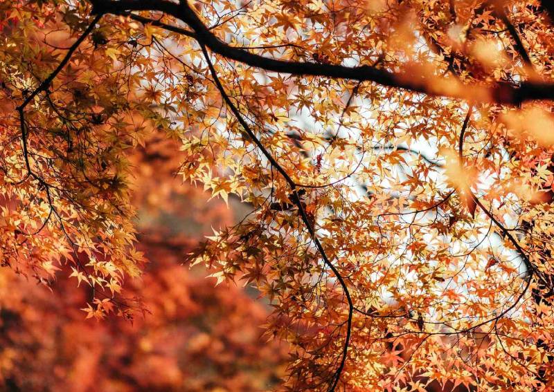 7 ways to experience autumn in Singapore, Lifestyle News - AsiaOne