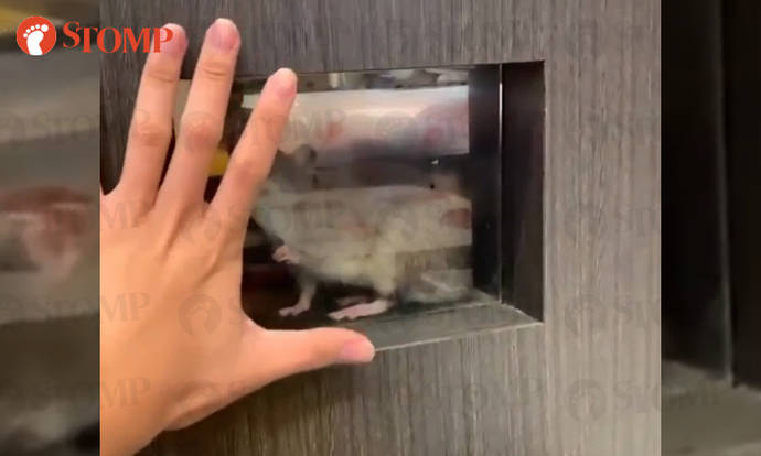 Oh rats! Rodents 'as huge as man's fist' spotted at Woodlands ...