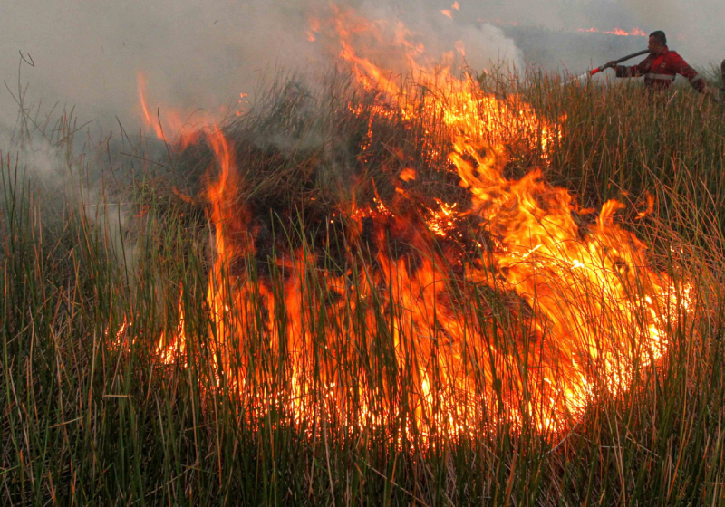 Indonesia forest fires surge, stoking global warming fears, Asia News ...