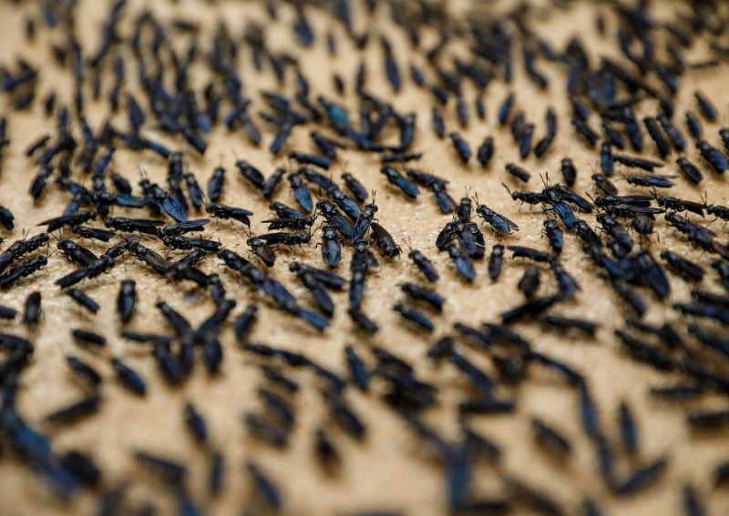 Kenya harnesses fly larvae's appetite to process food waste, World News ...