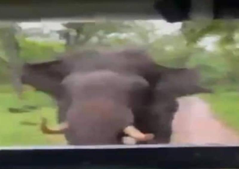 Full speed ahead: Elephant charges at safari jeep in India; driver's skillful escape goes viral ...