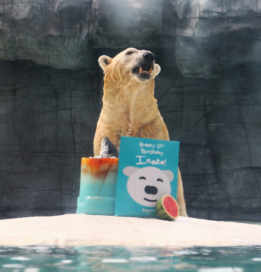 Singapore Zoo staff pay tribute to polar bear Inuka | AsiaOne