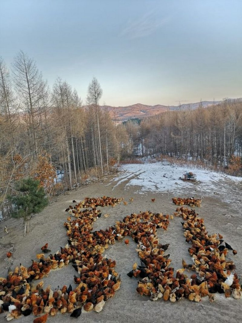 Creative chicken feeding in China becomes online hit | AsiaOne