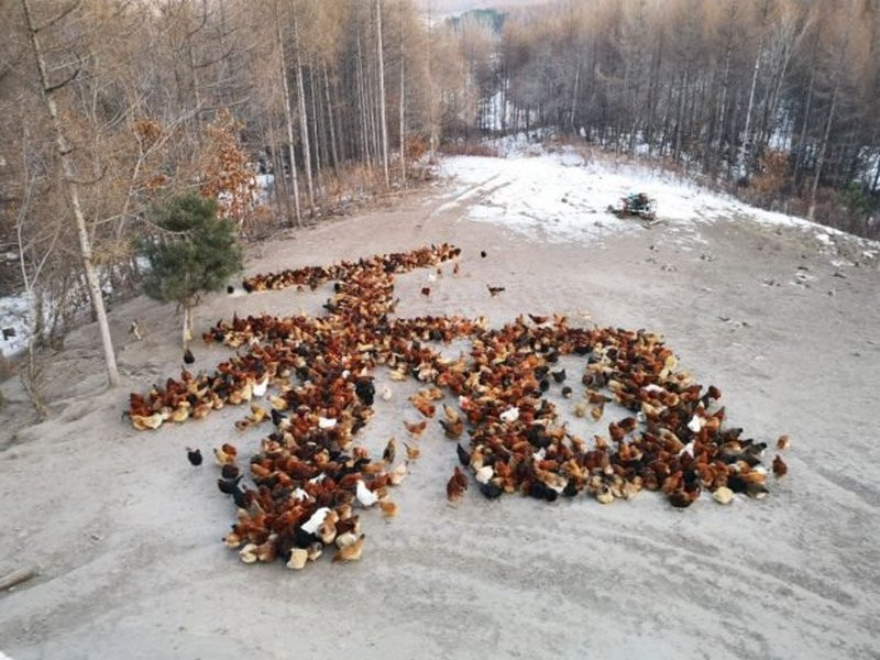 Creative chicken feeding in China becomes online hit | AsiaOne