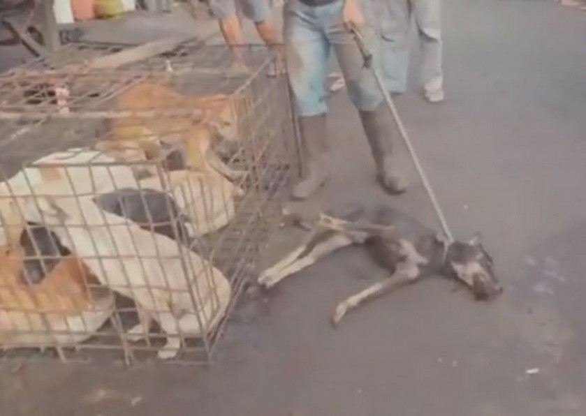 Video of dogs butchered at Indonesian market sparks outrage, Asia News ...