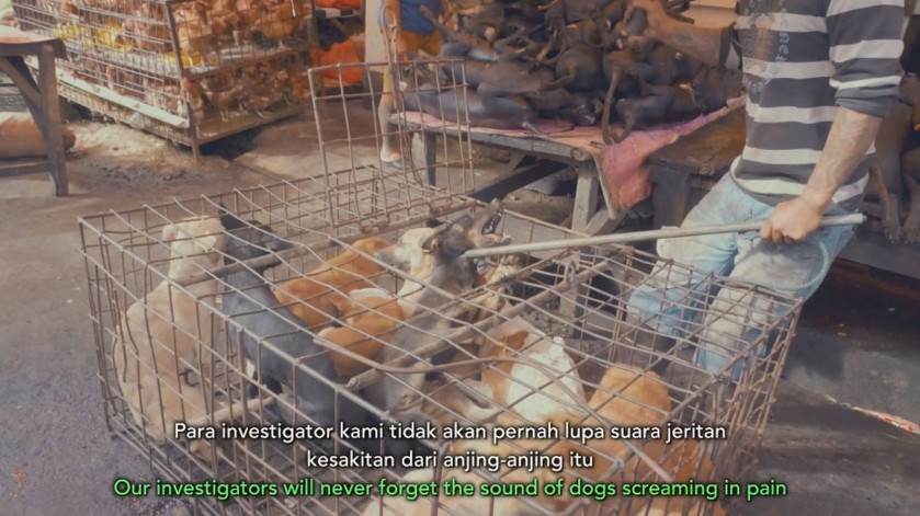 Video of dogs butchered at Indonesian market sparks outrage, Asia News ...