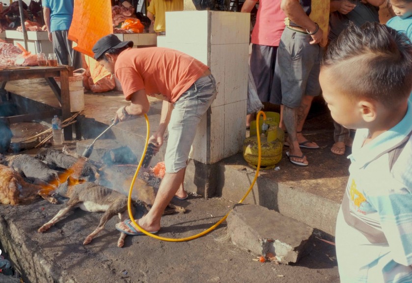 Video of dogs butchered at Indonesian market sparks outrage, Asia News ...