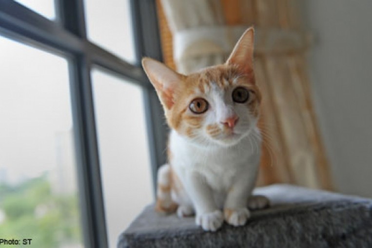 research-reveals-pets-help-autistic-children-health-news-asiaone