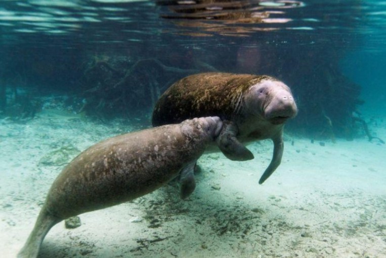 US officials probe abuse of manatee with 'Trump' written on its back ...