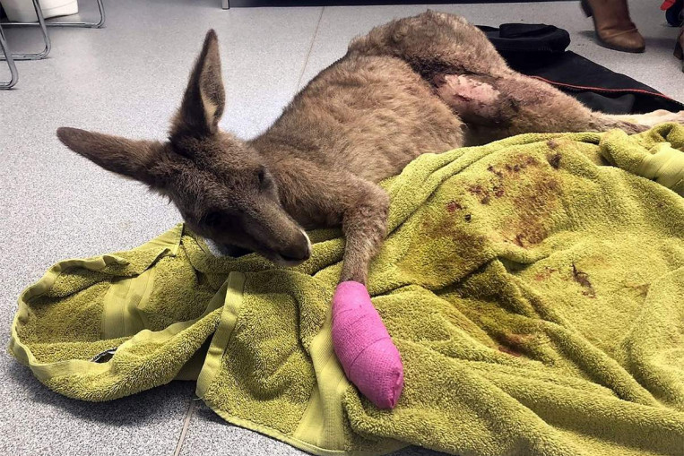 Sleeping family stunned as kangaroo smashes through house window in ...