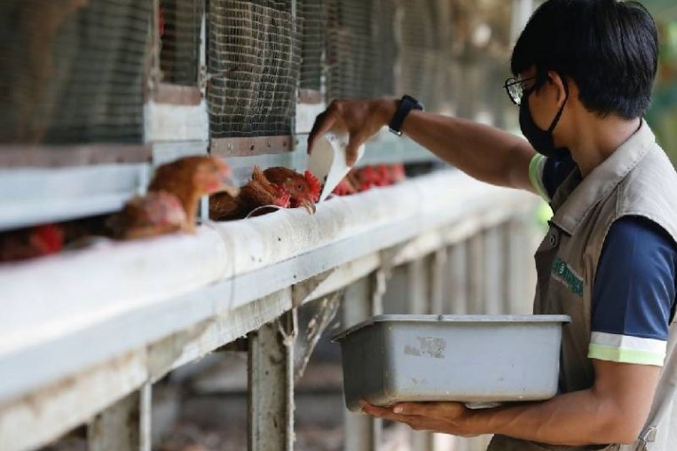 Indonesia starts delivering chicken to Singapore, Asia News - AsiaOne