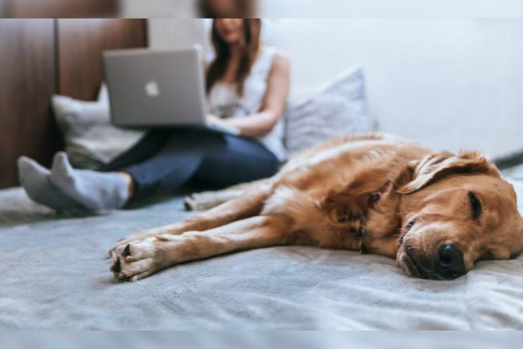 Working from home: How to be productive as a pet parent, Lifestyle News ...