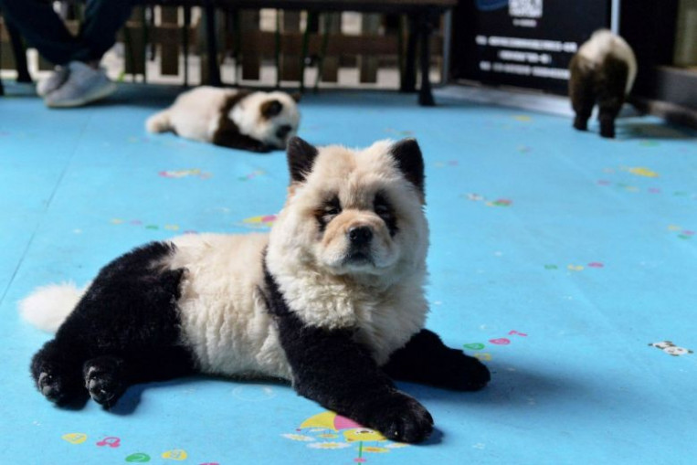 'Panda dog' cafe sparks China animal rights debate, China News - AsiaOne