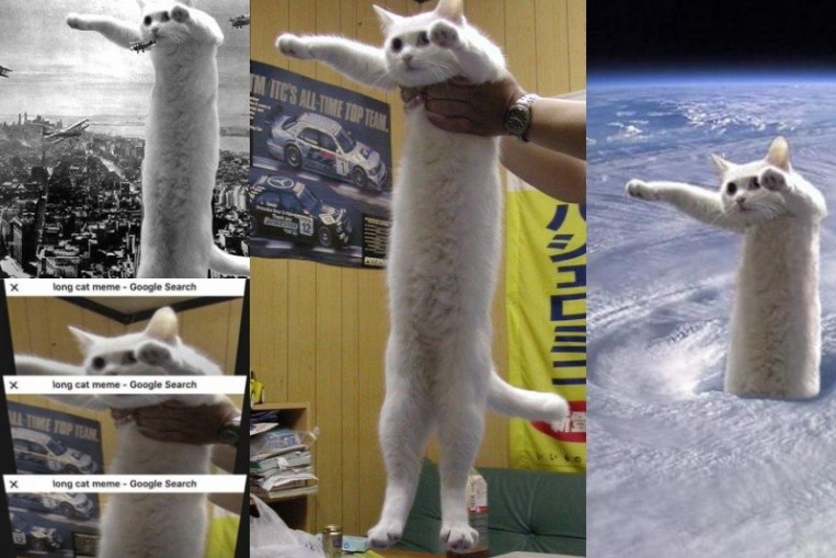 Daily roundup: OG internet meme Longcat passes away after 18 long years ...