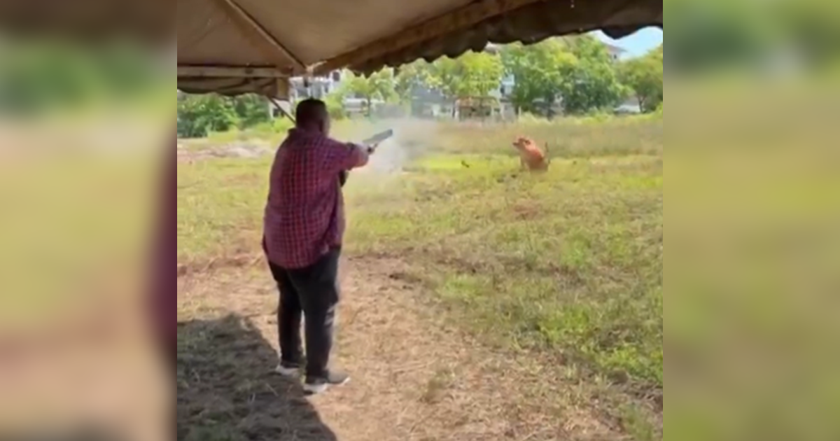 Perlis chief minister under fire for using shotgun to shoot sacrificial ...