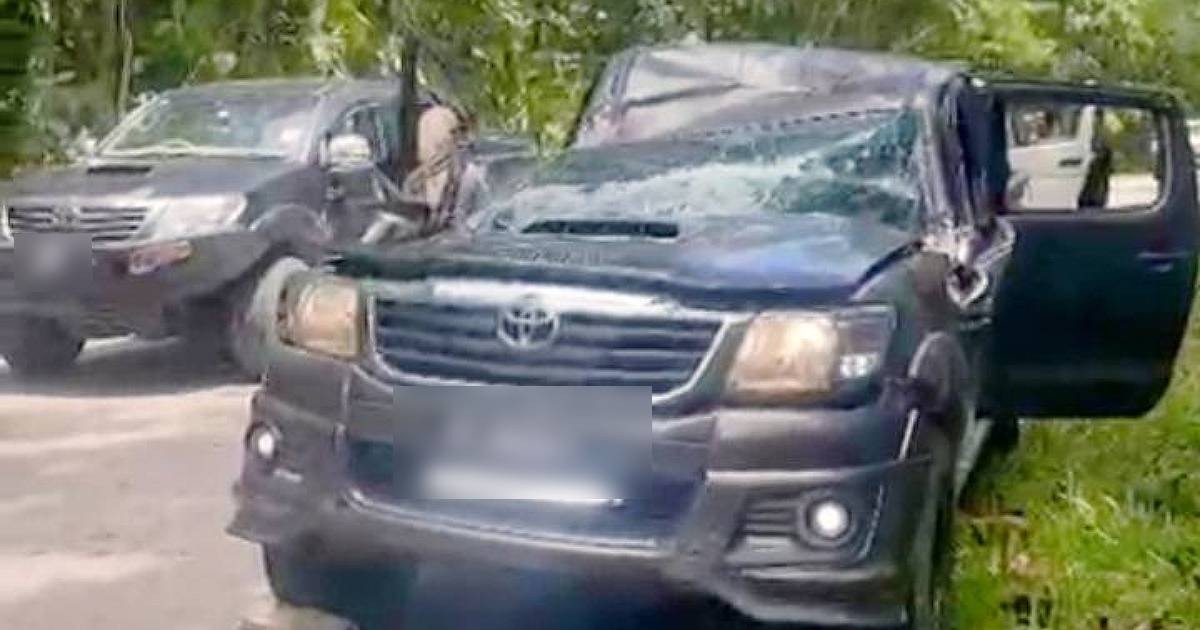 Driver dies after rotting tree falls and crushes car in Sabah, Malaysia ...