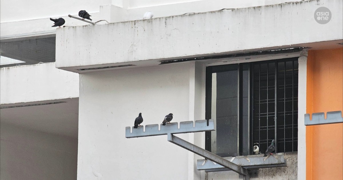 'Raining bird shit': Woman allegedly feeds pigeons from Serangoon flat ...