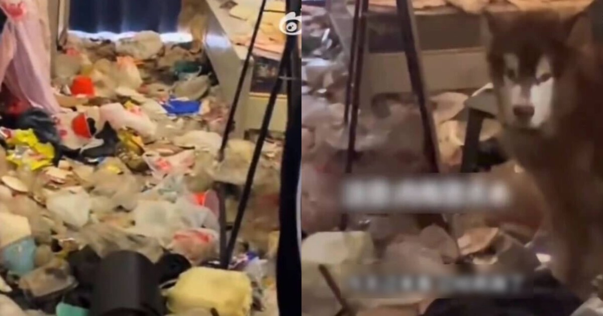 'Smells like hell': Property agent in China finds flat filled with ...
